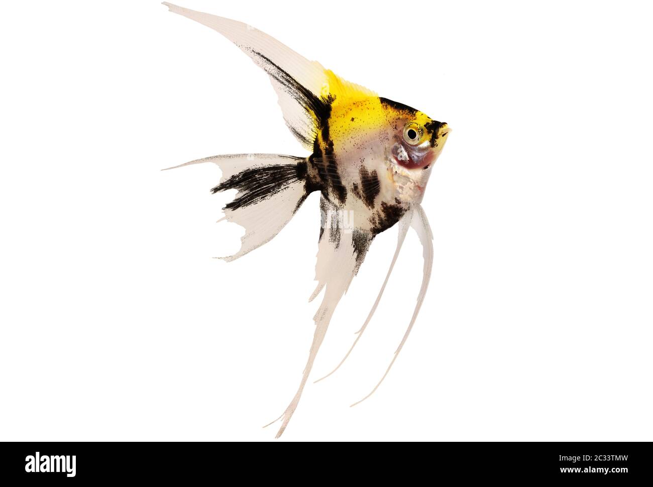 Koi angelfish pterophyllum scalare aquarium fish isolated on white ...