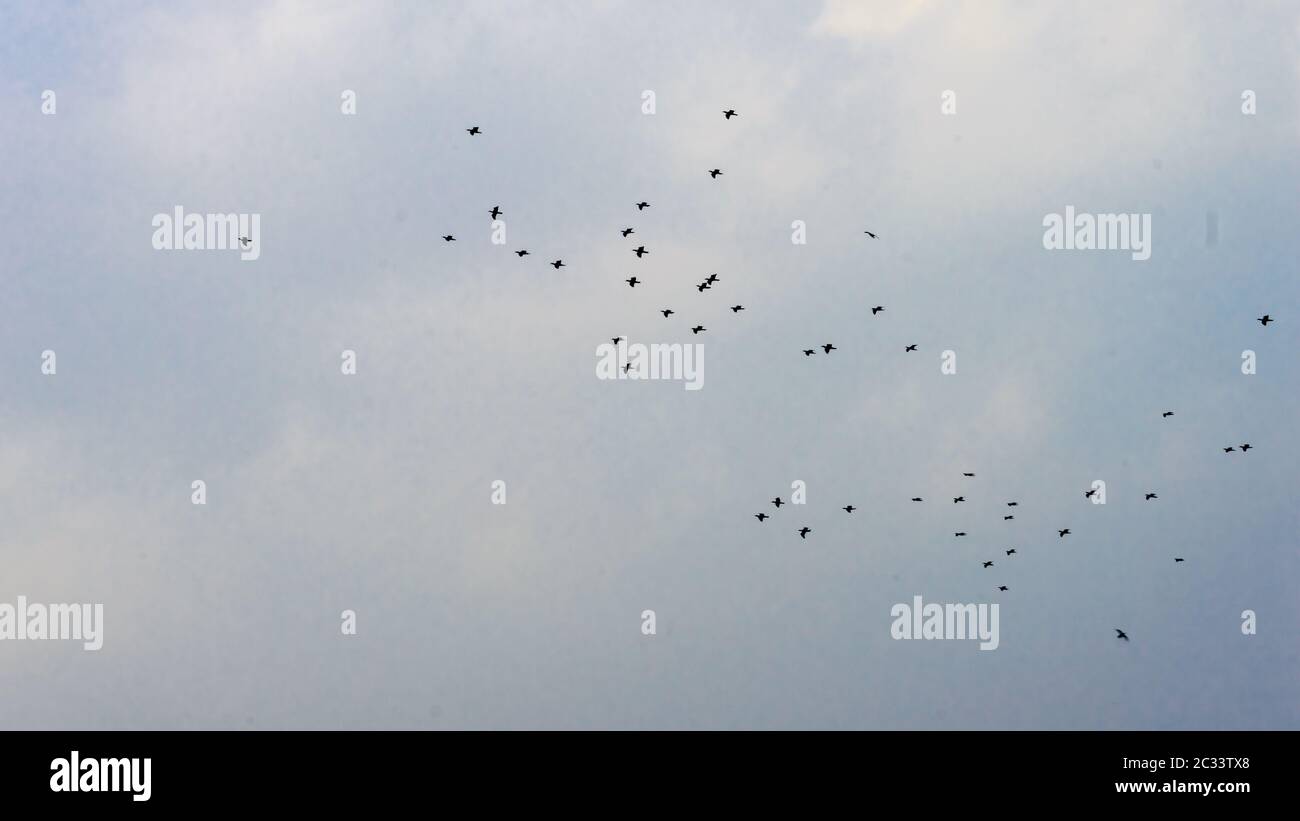 Flock of tropical migratory birds flying in the sky in a messy ...