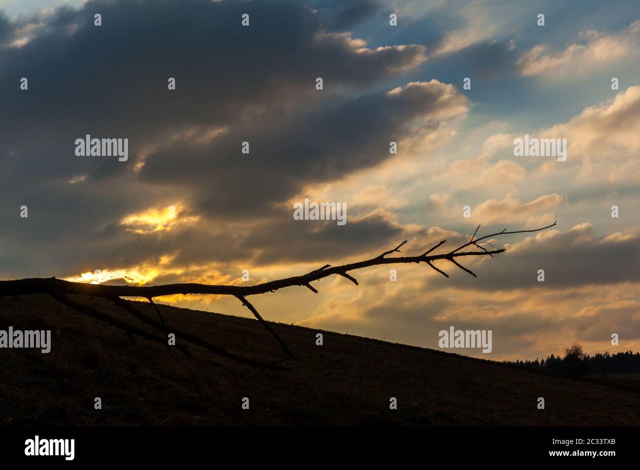 Tree in the sunset evening sky Stock Photo - Alamy