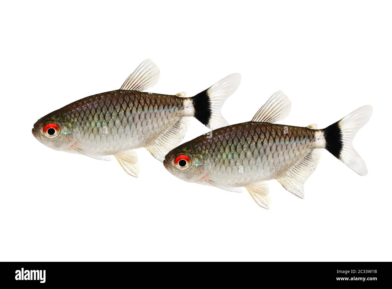 Swarm of Red eye tetra Moenkhausia sanctaefilomenae Monk Tetra aquarium ...