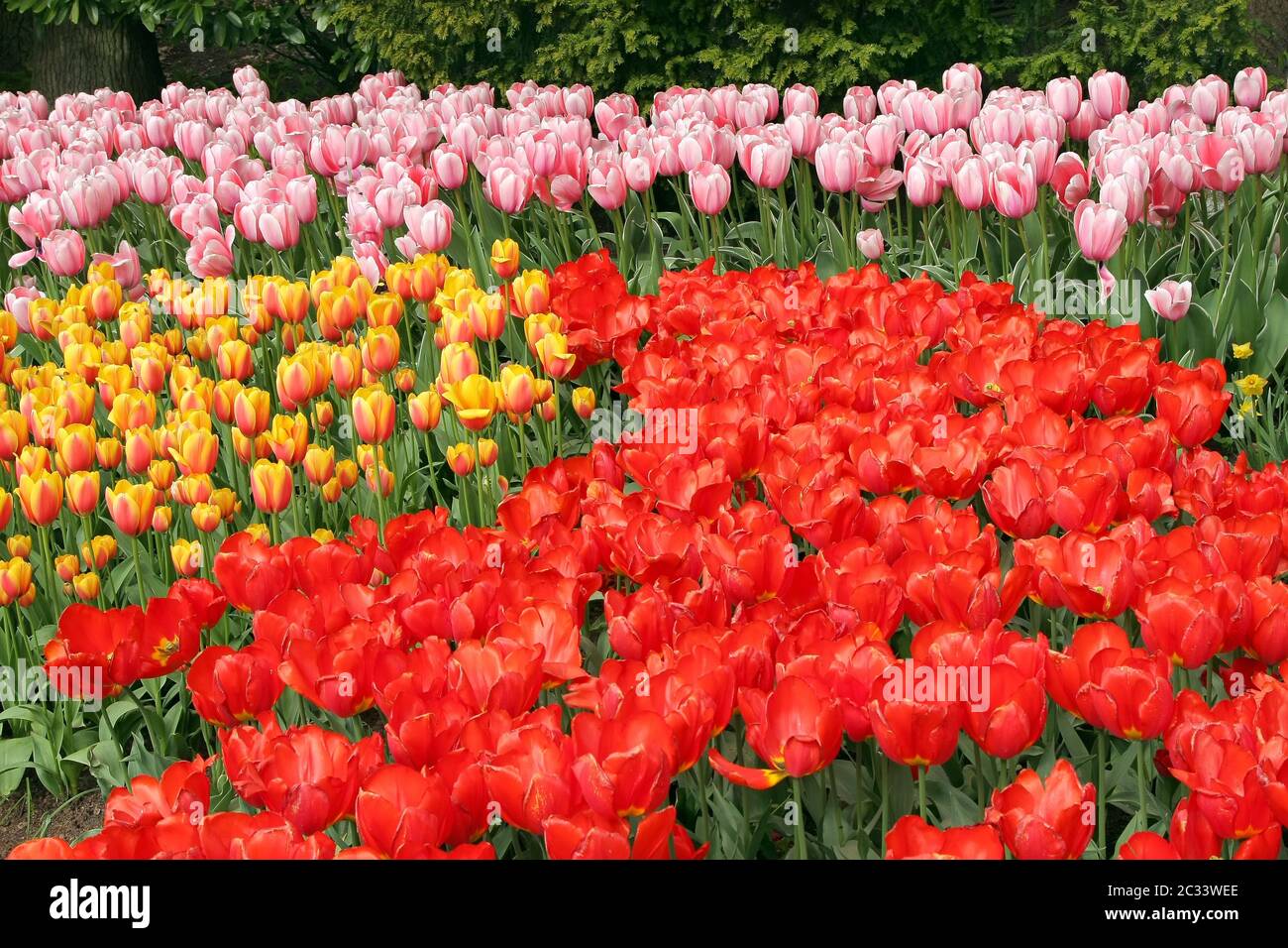 Natural backgrounds: tulips Stock Photo - Alamy