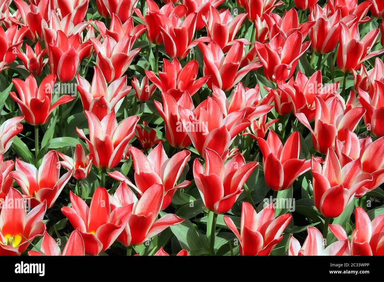 Natural backgrounds: tulips Stock Photo - Alamy