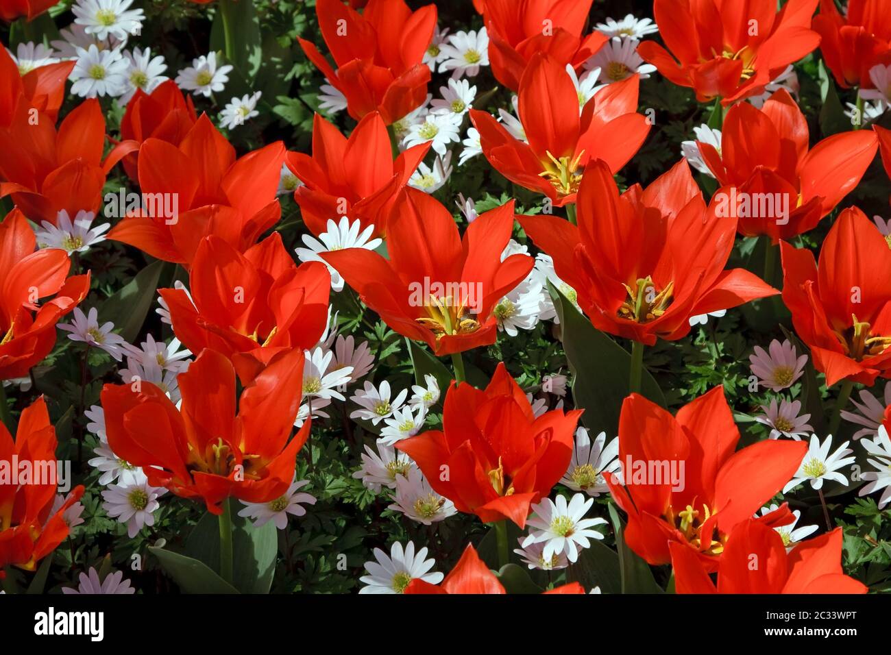 Natural backgrounds: tulips Stock Photo - Alamy