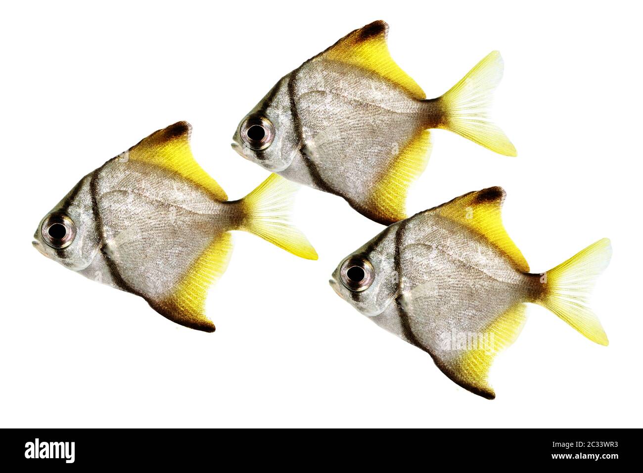 swarm of silver moonfish Monodactylus argenteus Aquarium fish Malayan ...