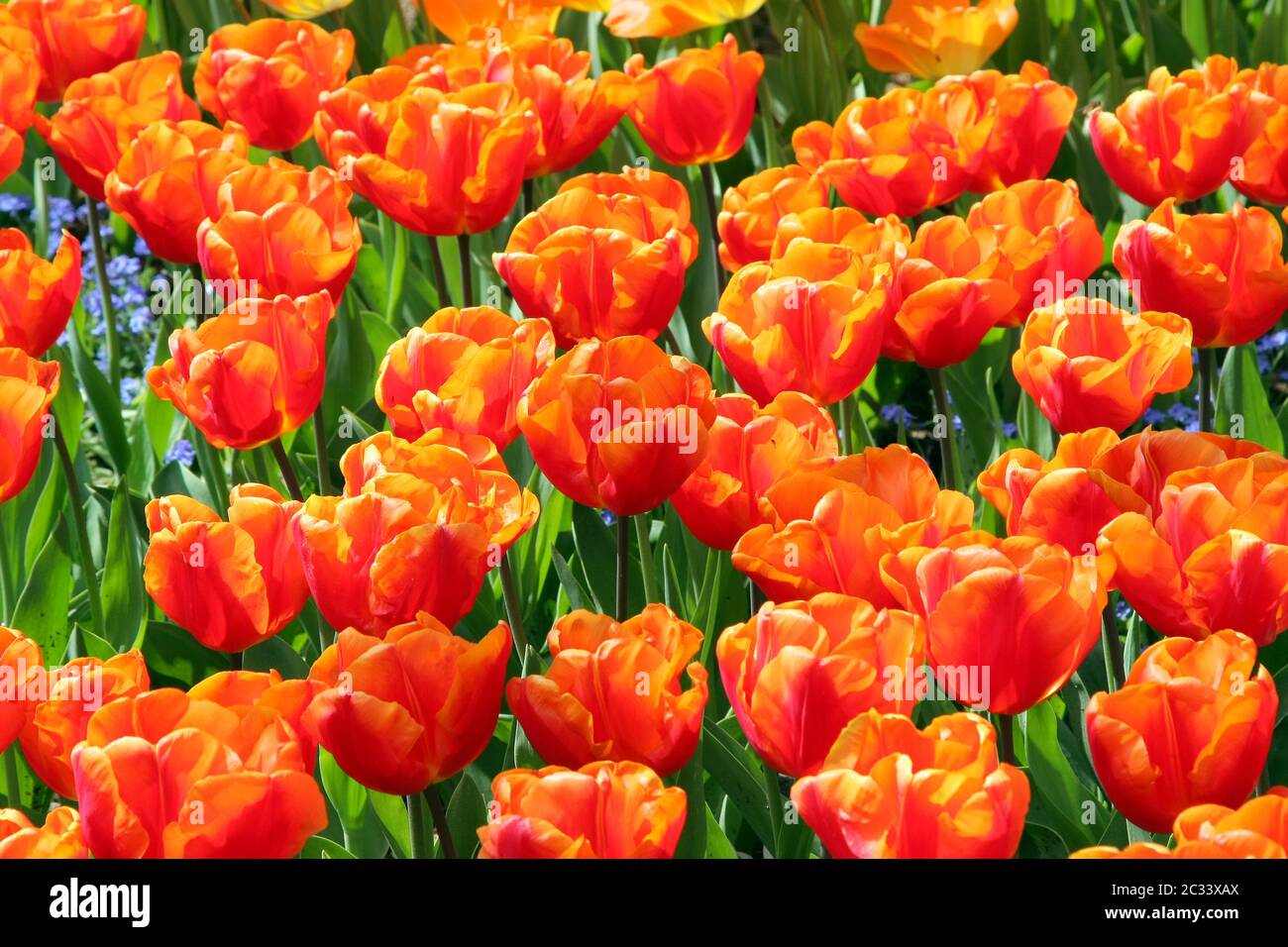 Natural backgrounds: tulips Stock Photo - Alamy