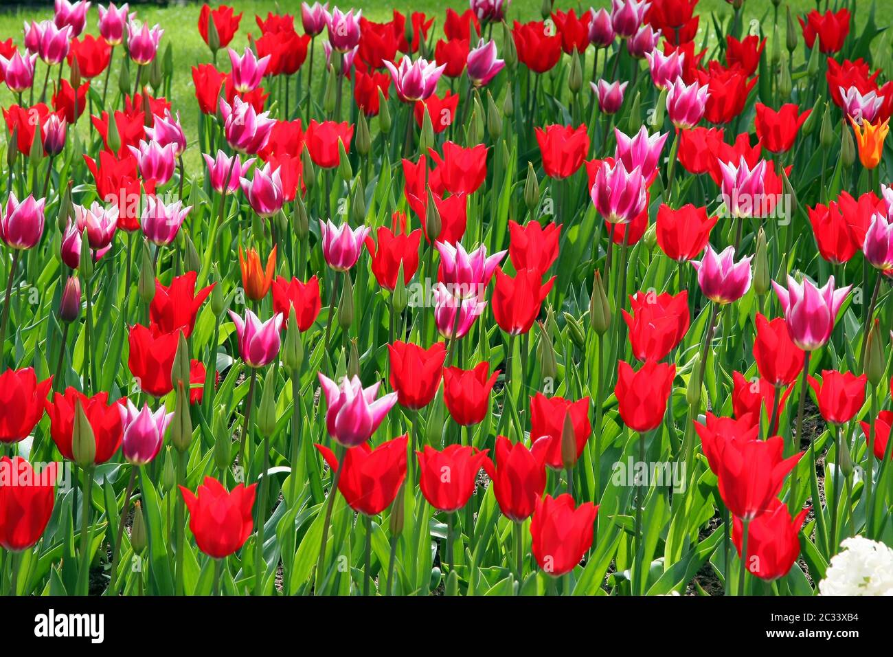Natural backgrounds: tulips Stock Photo - Alamy