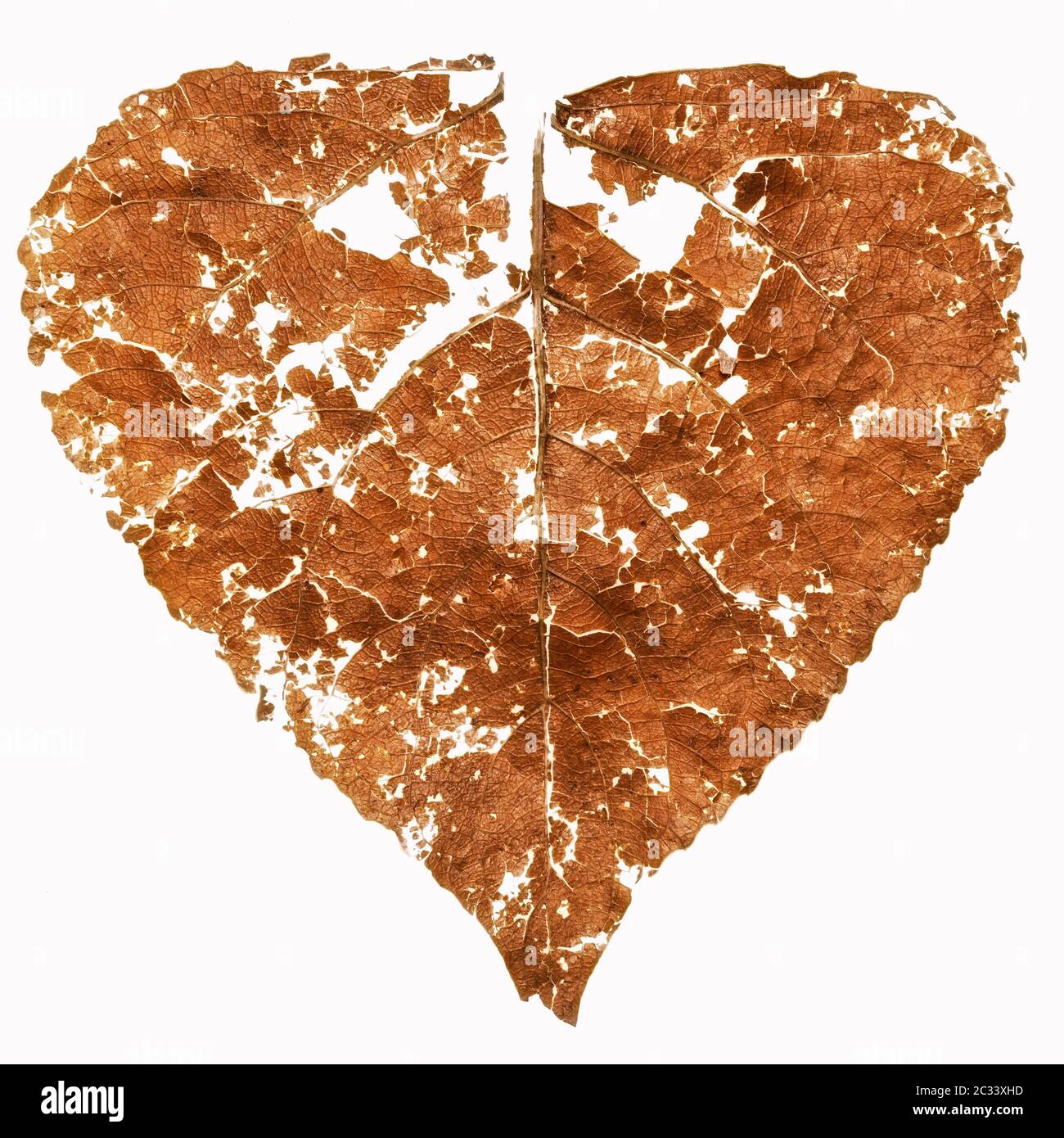 Damaged dry leaf reduced to pieces and small pieces, white background ...