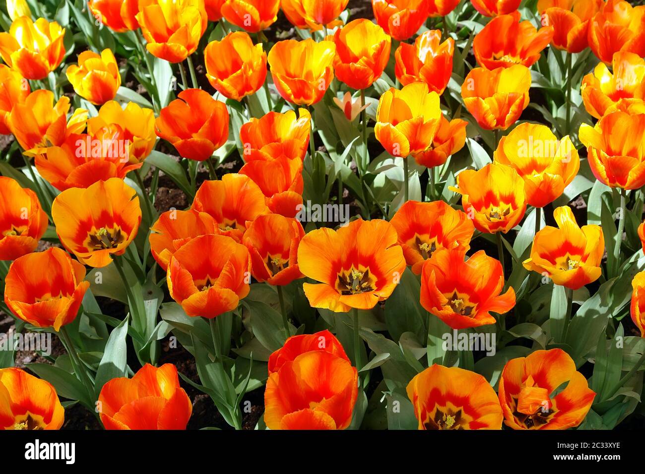 Natural backgrounds: tulips Stock Photo - Alamy