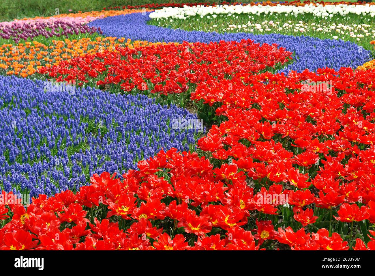 Natural backgrounds: tulips Stock Photo - Alamy
