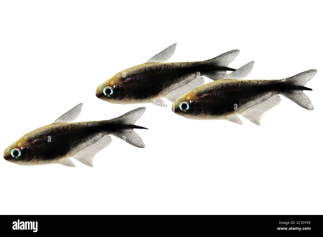 Red Emperor Tetra