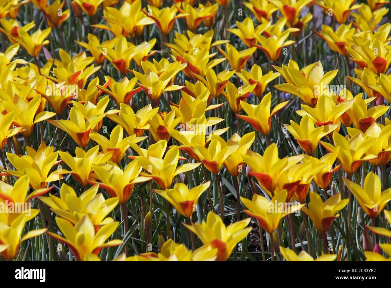 Natural backgrounds: tulips Stock Photo - Alamy