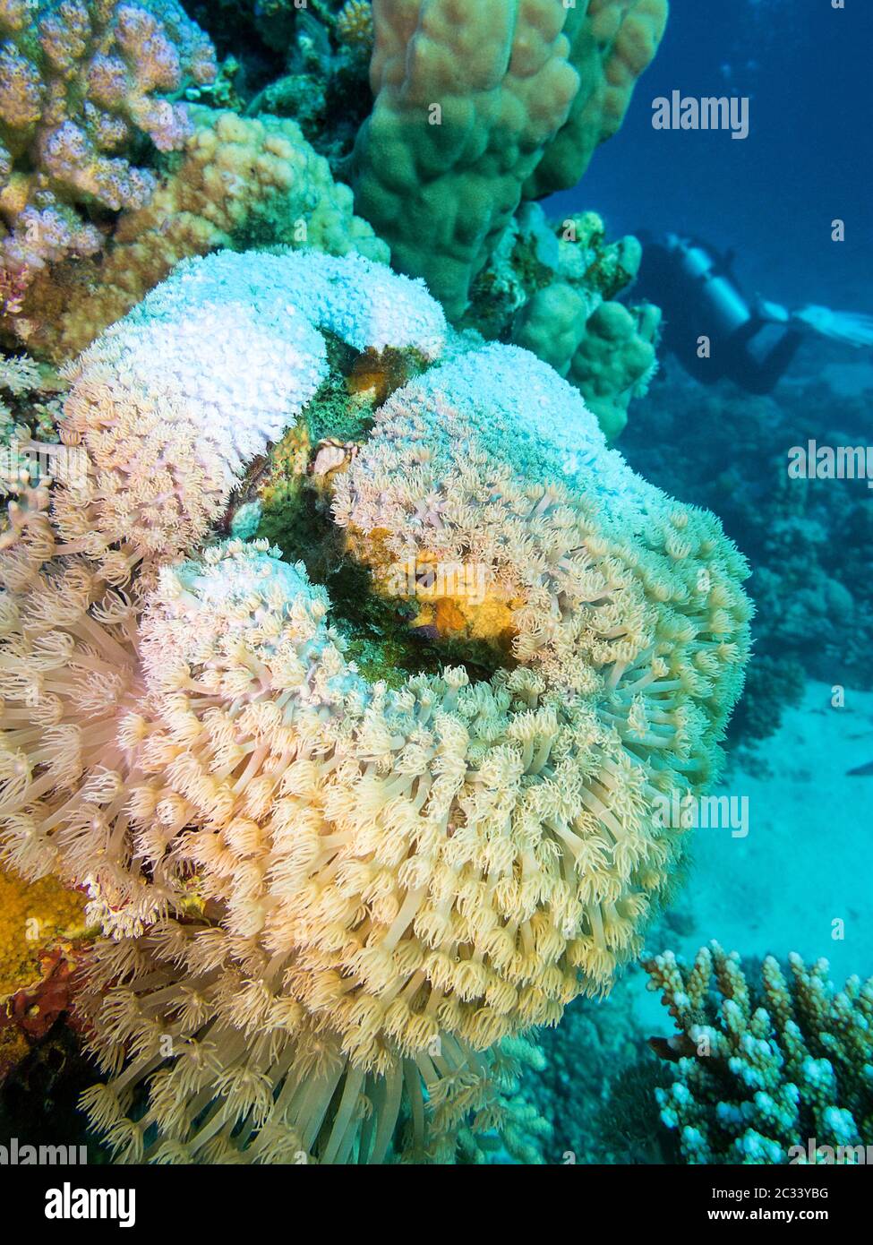 Colorful coral reef at the bottom of tropical sea, pulsing polyp coral ...