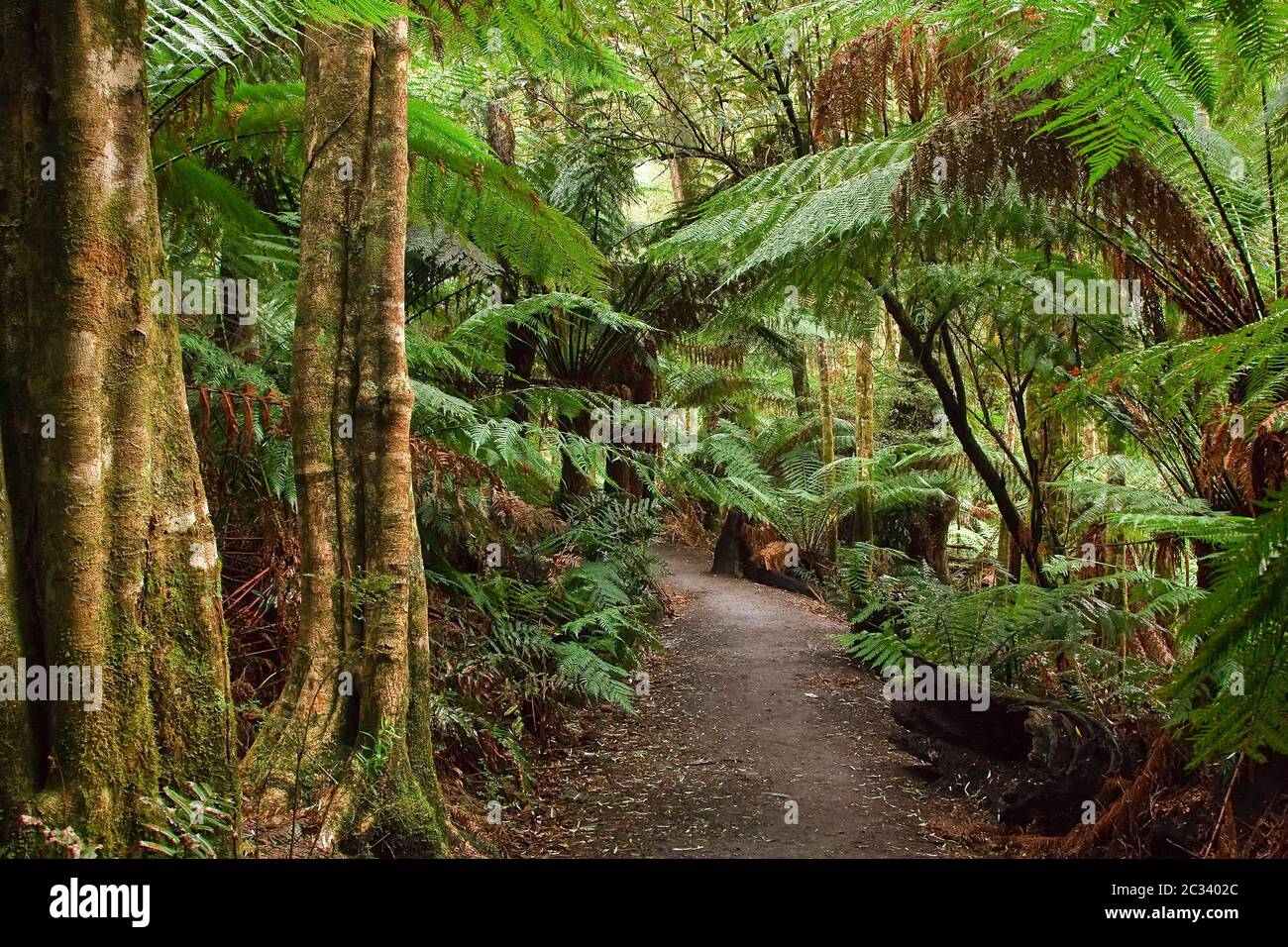 Rain forest, Australia Stock Photo - Alamy