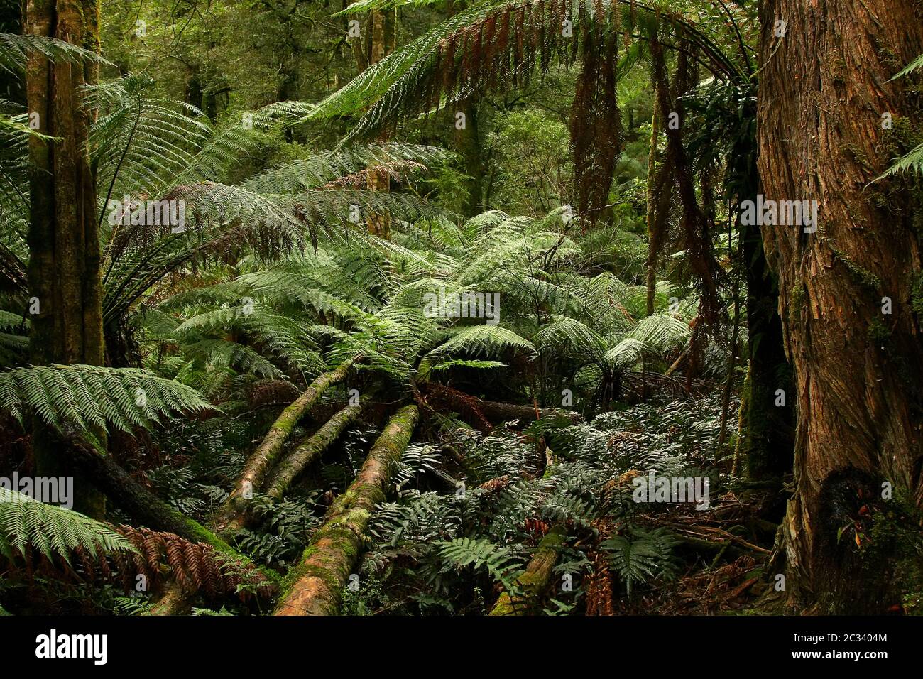 Dense forest tropics hi-res stock photography and images - Alamy