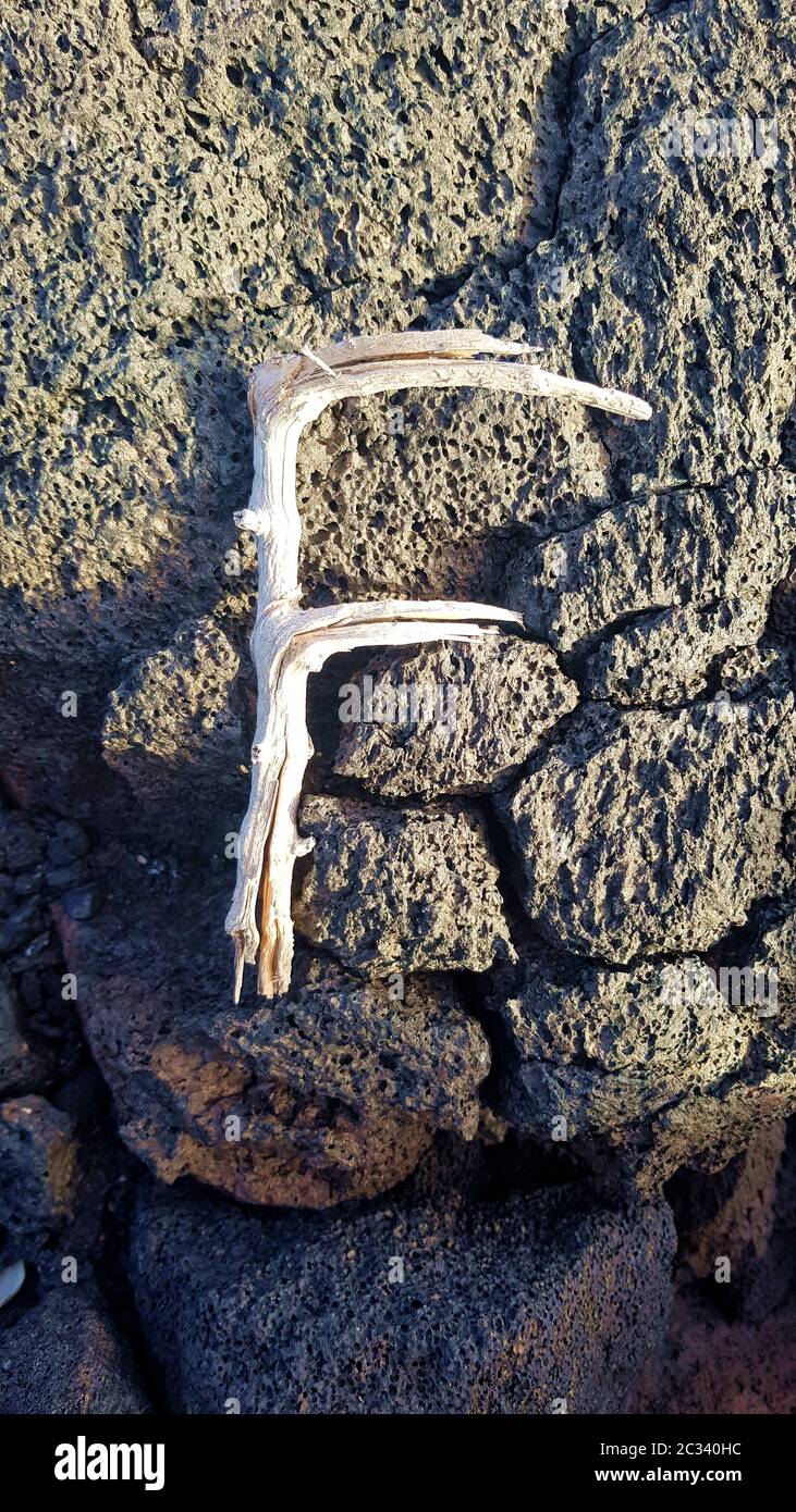 A Stick shaped like the Letter F Stock Photo - Alamy