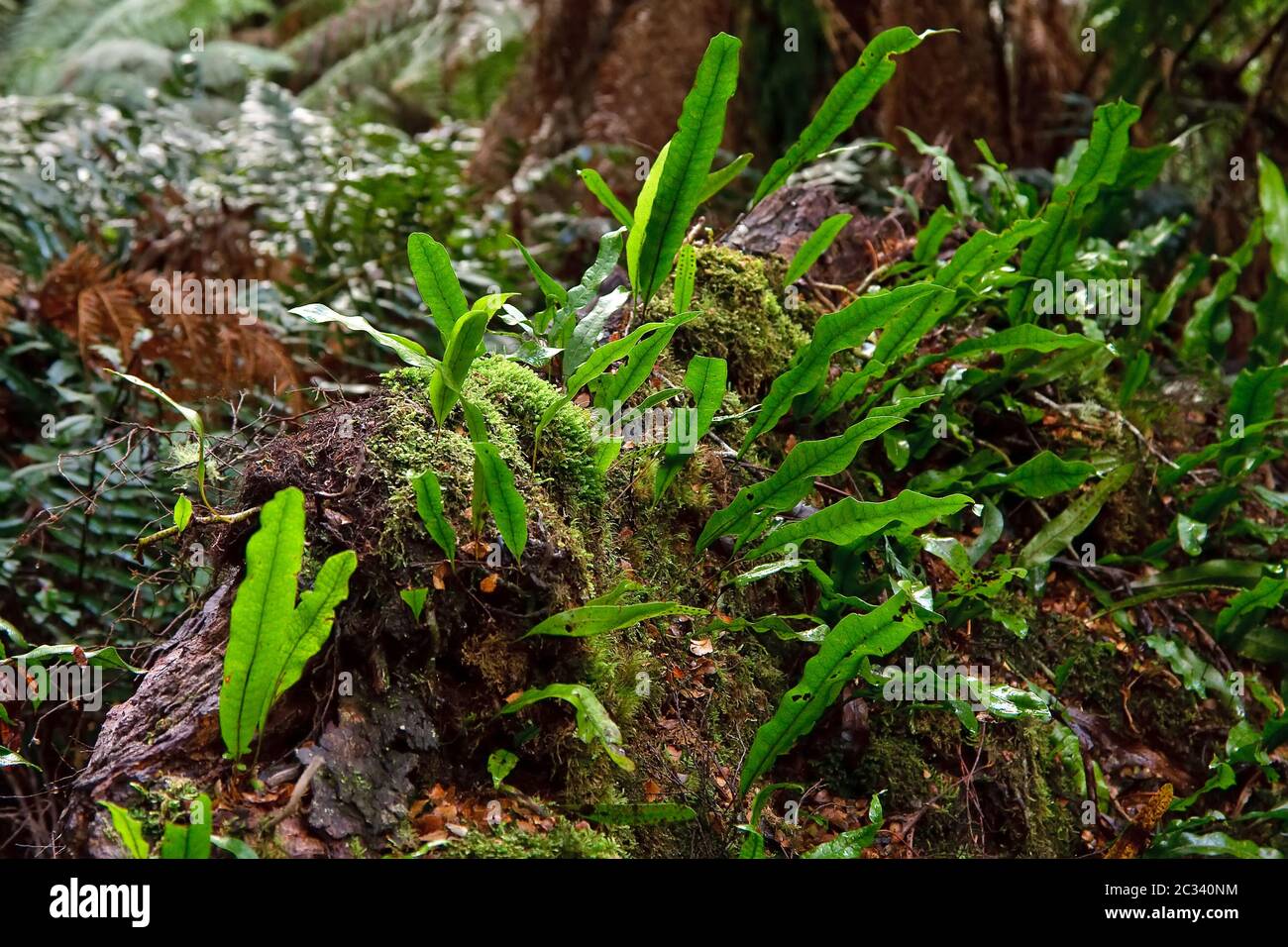 Humid rain forest hi-res stock photography and images - Alamy