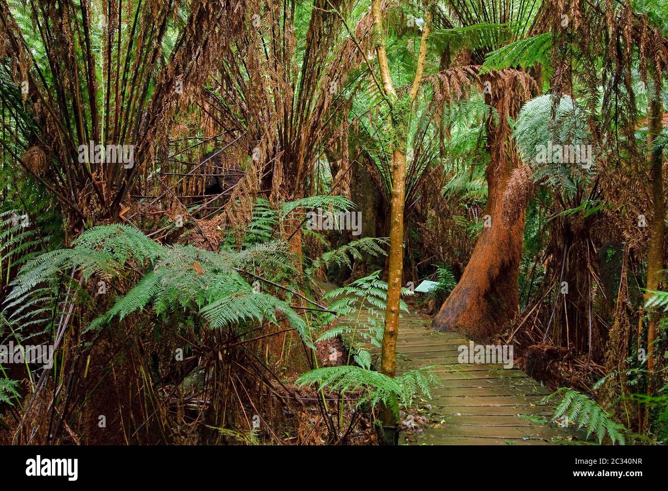 Rain forest, Australia Stock Photo - Alamy