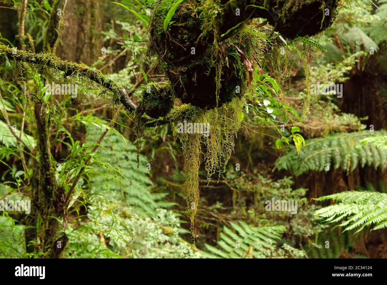 Humid rain forest hi-res stock photography and images - Alamy