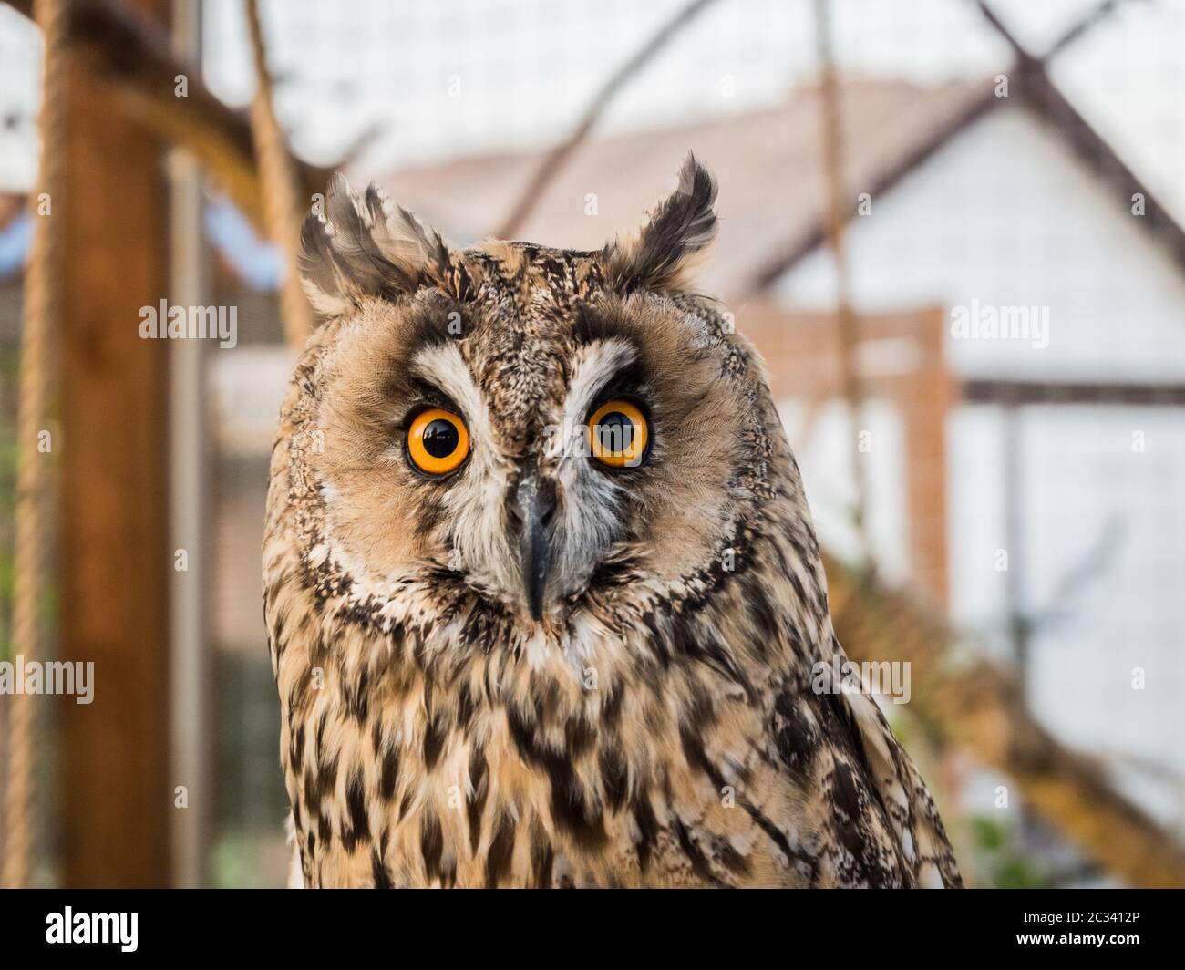 An owl with large round eyes sits in cage Stock Photo - Alamy