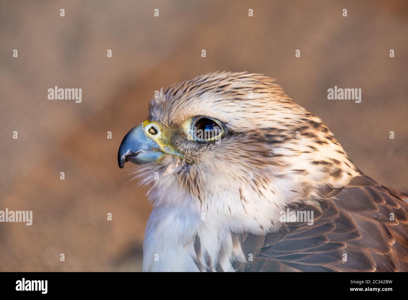 Birds of Prey - Common Kestrel Stock Photo - Alamy