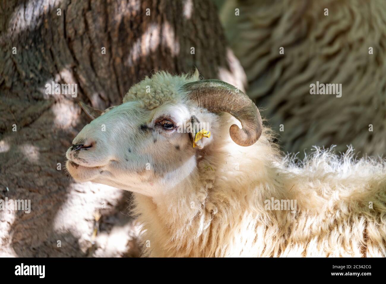 White ram sheep long horns hi-res stock photography and images - Alamy