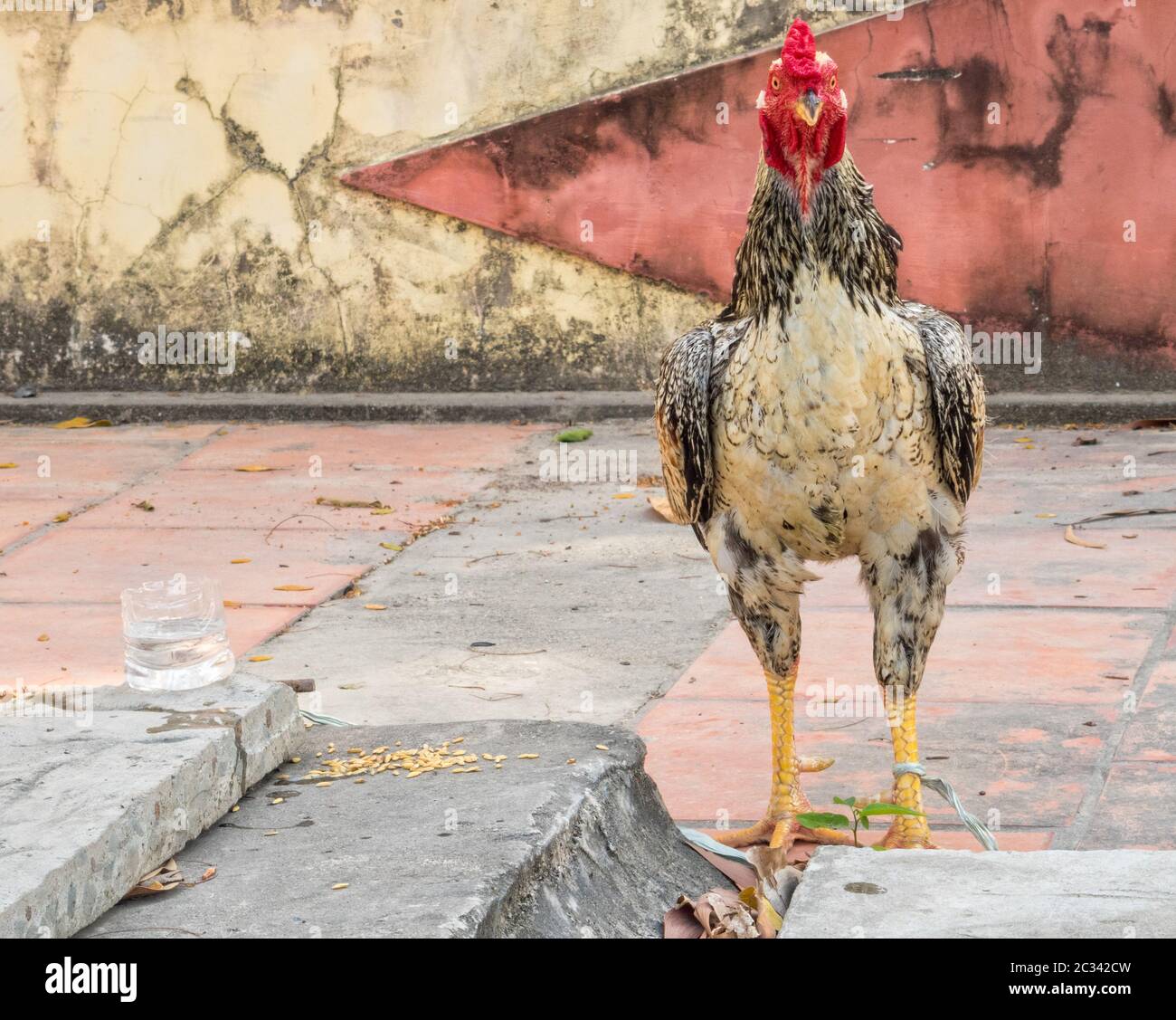 Full alert hi-res stock photography and images - Alamy