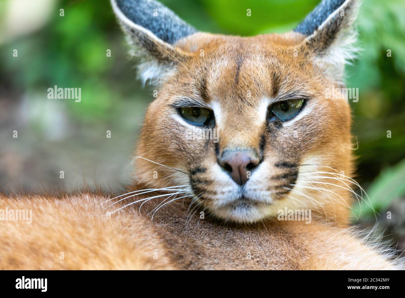 beutiful cat, Caracal Stock Photo - Alamy