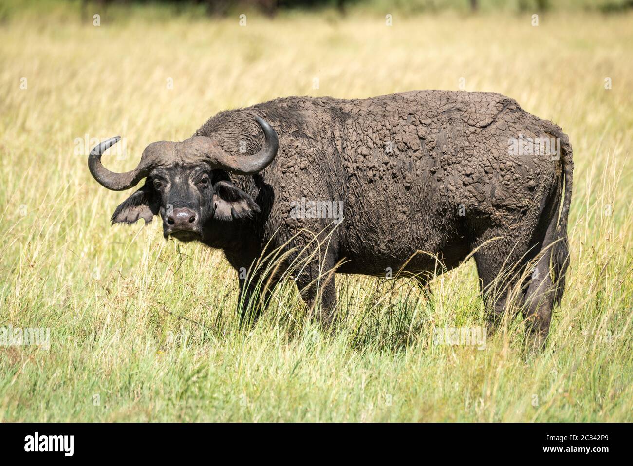 Cape buffalo on tall hi-res stock photography and images - Alamy