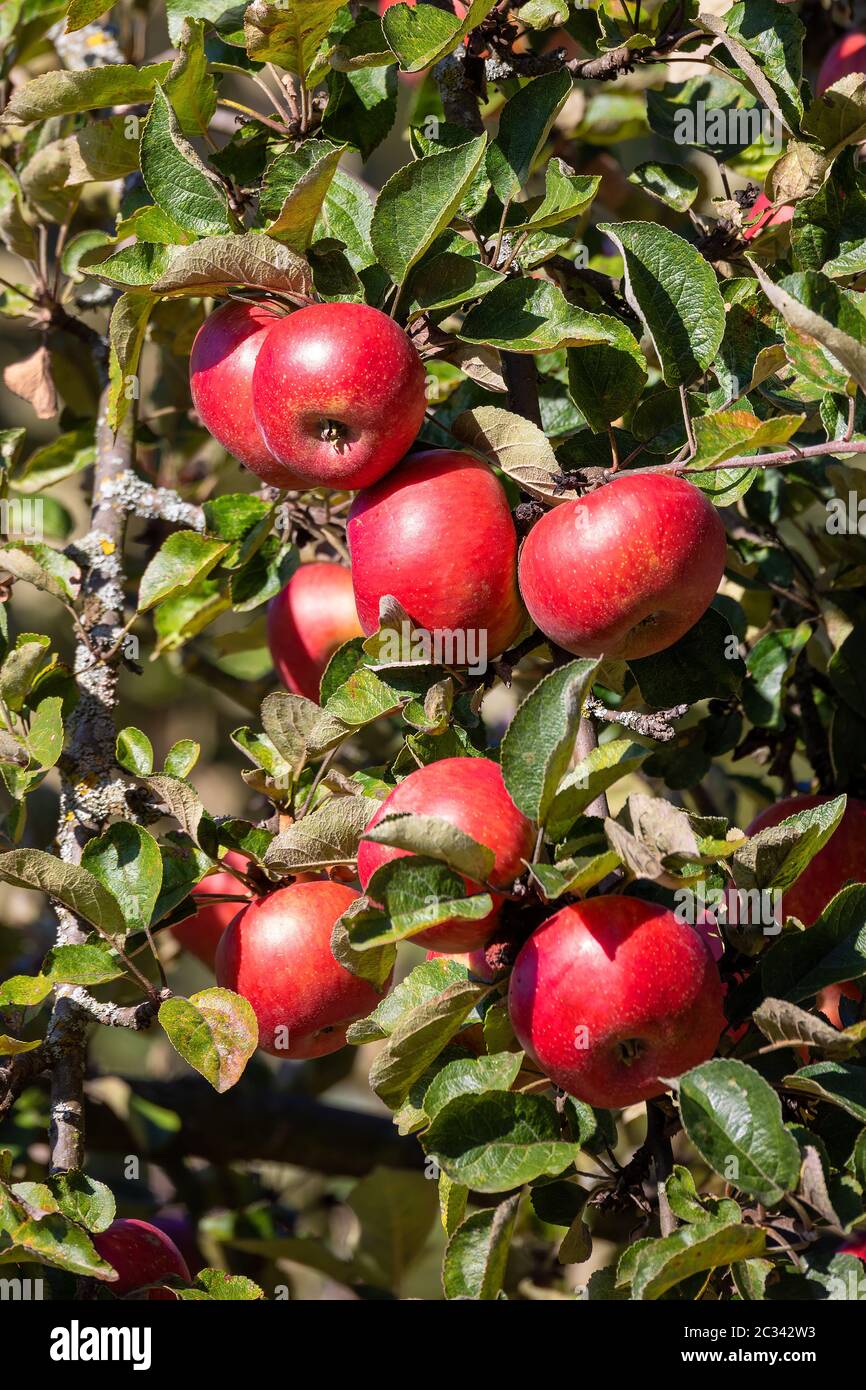 Juicy vegetation hi-res stock photography and images - Alamy