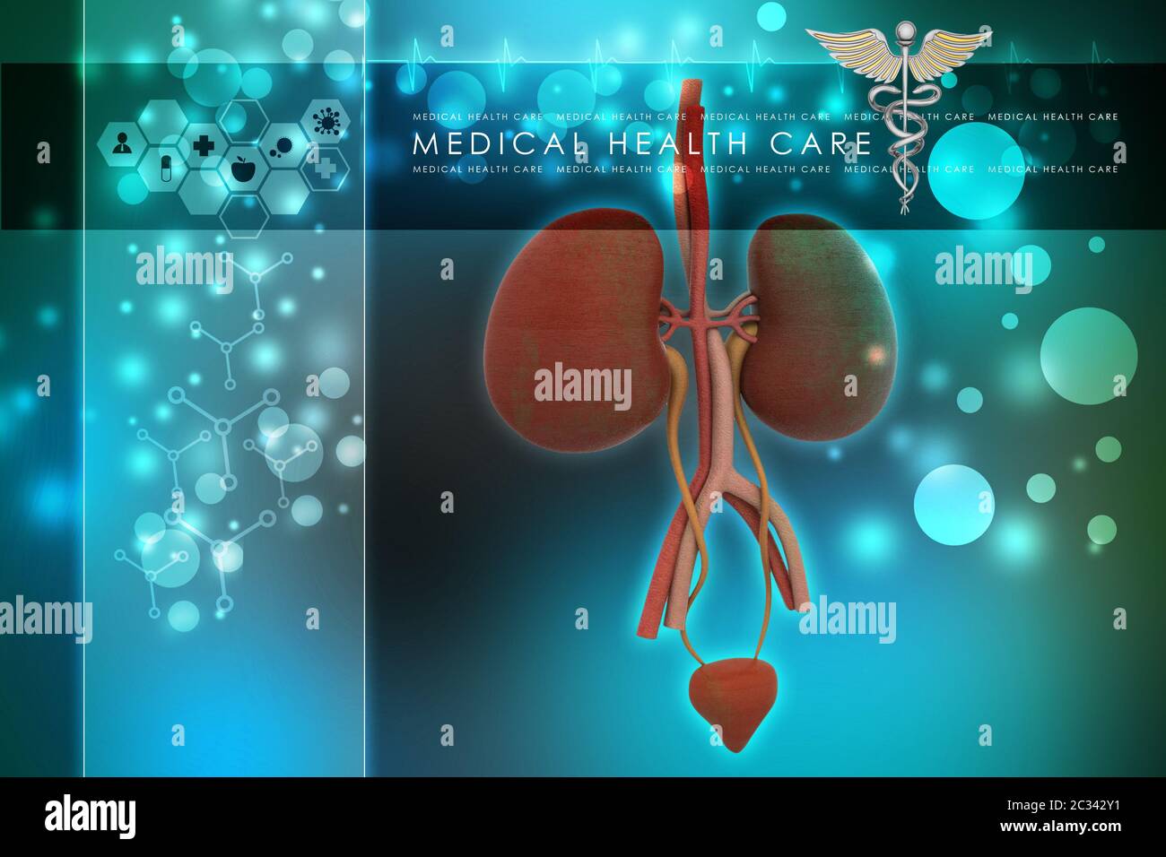 Diagram Of Human Renal System High Resolution Stock Photography and ...