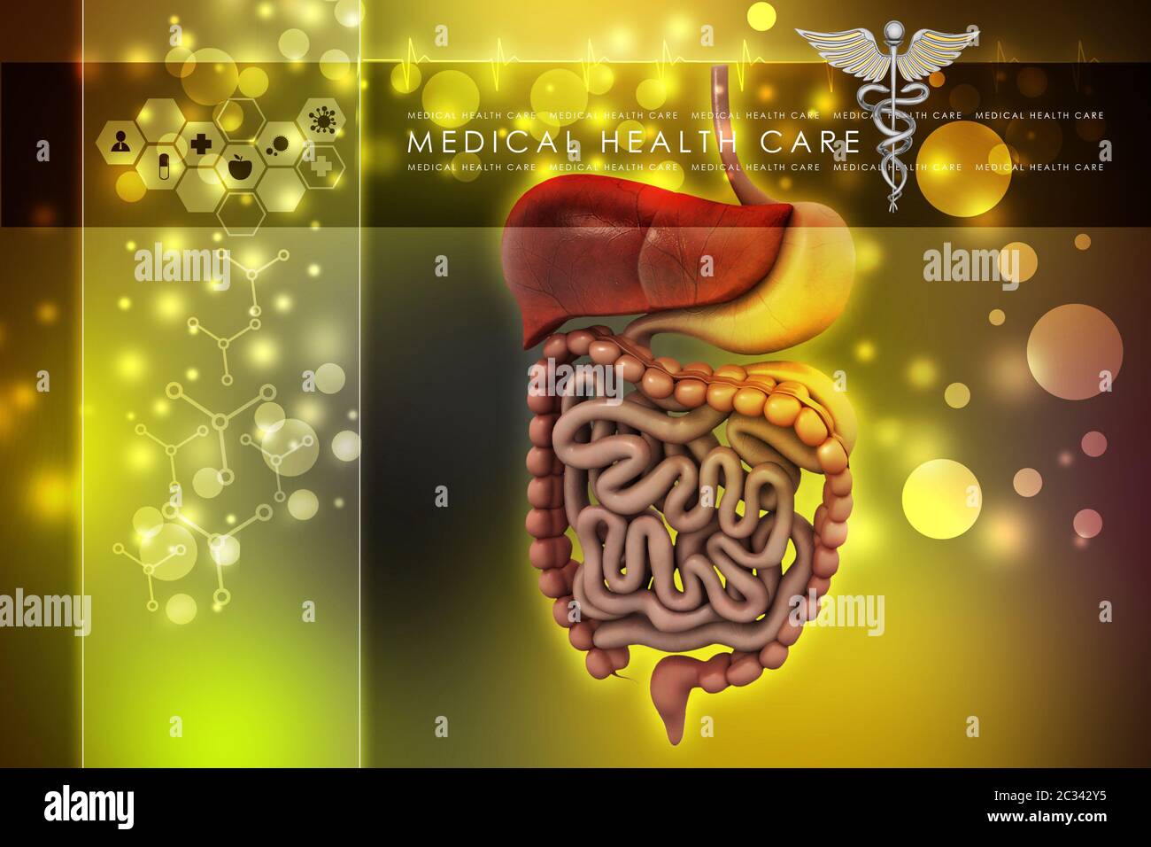 Gastrointestinal human digestive system hi-res stock photography and ...