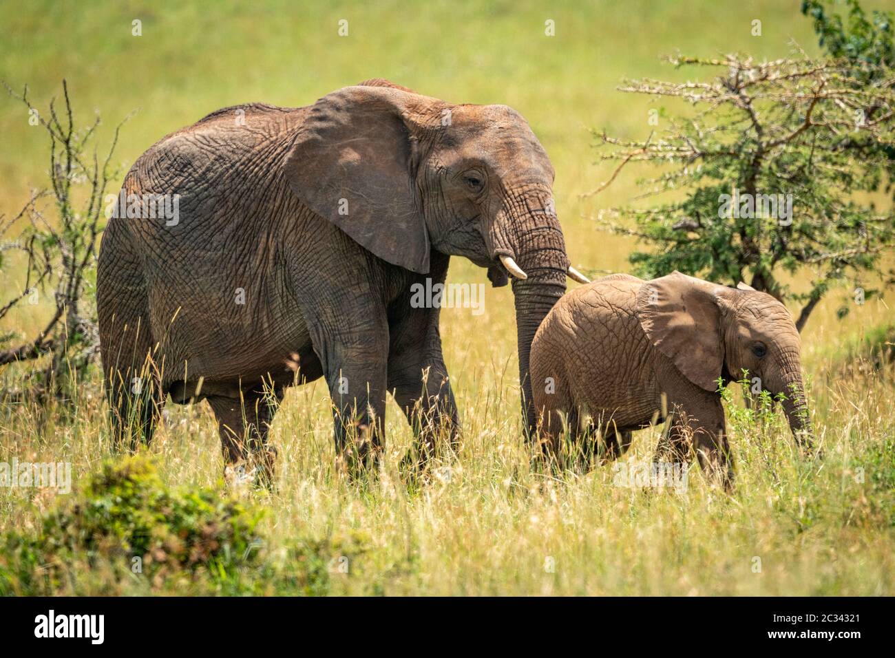 Mother and baby African elephant among thorns Stock Photo - Alamy