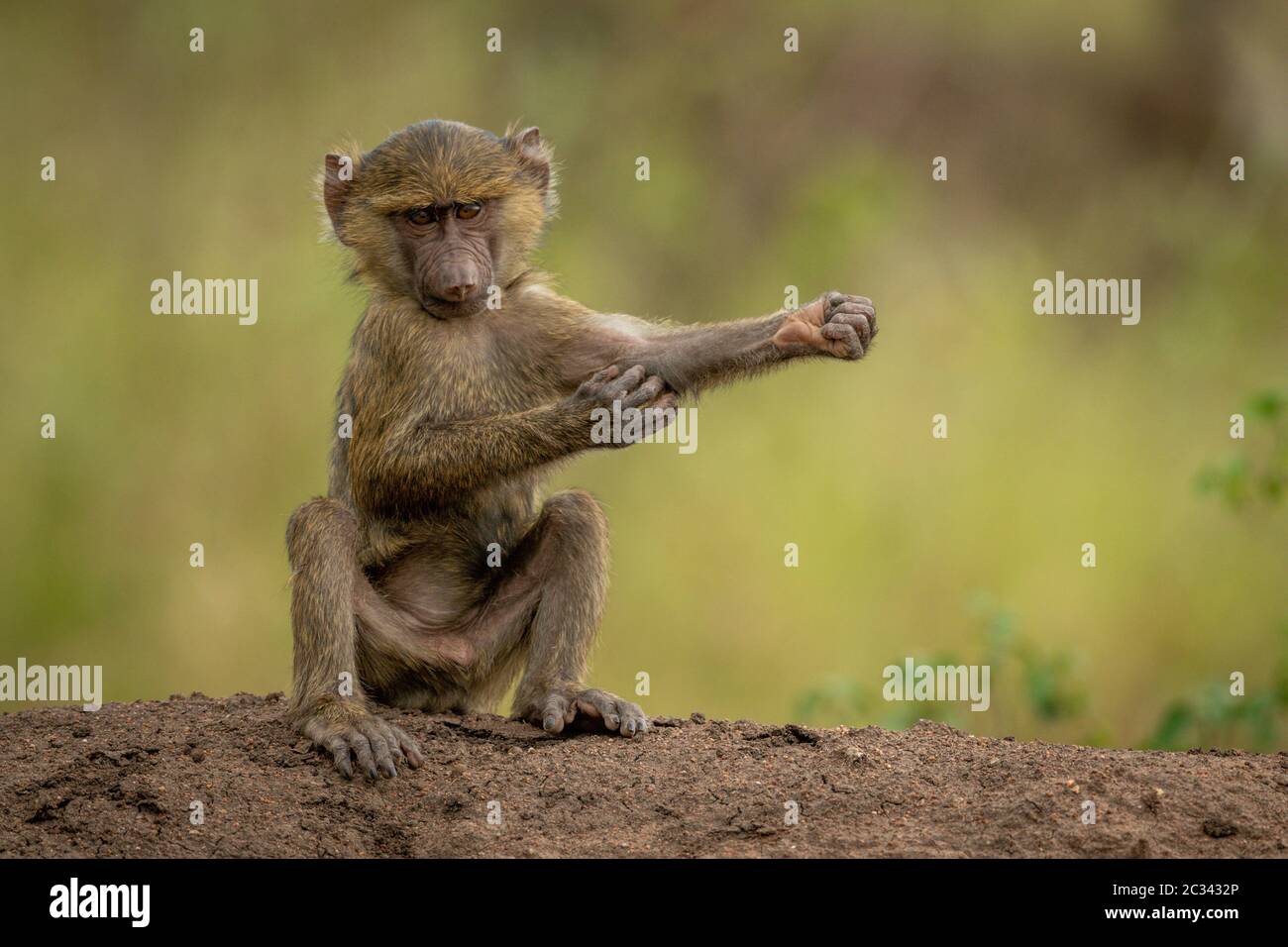 Olive baboon sits on bank scratching arm Stock Photo - Alamy