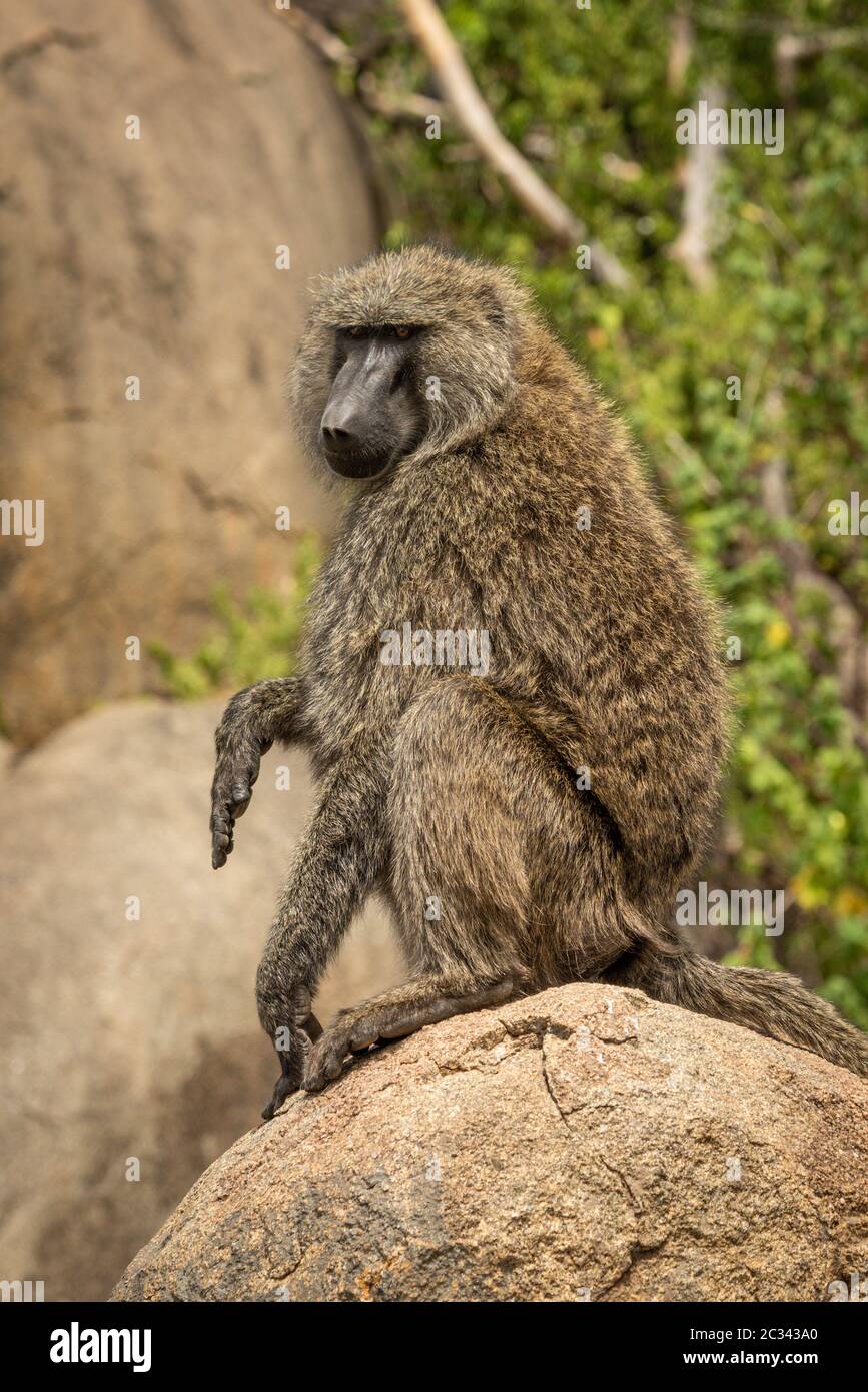 Lift the paw hi-res stock photography and images - Alamy