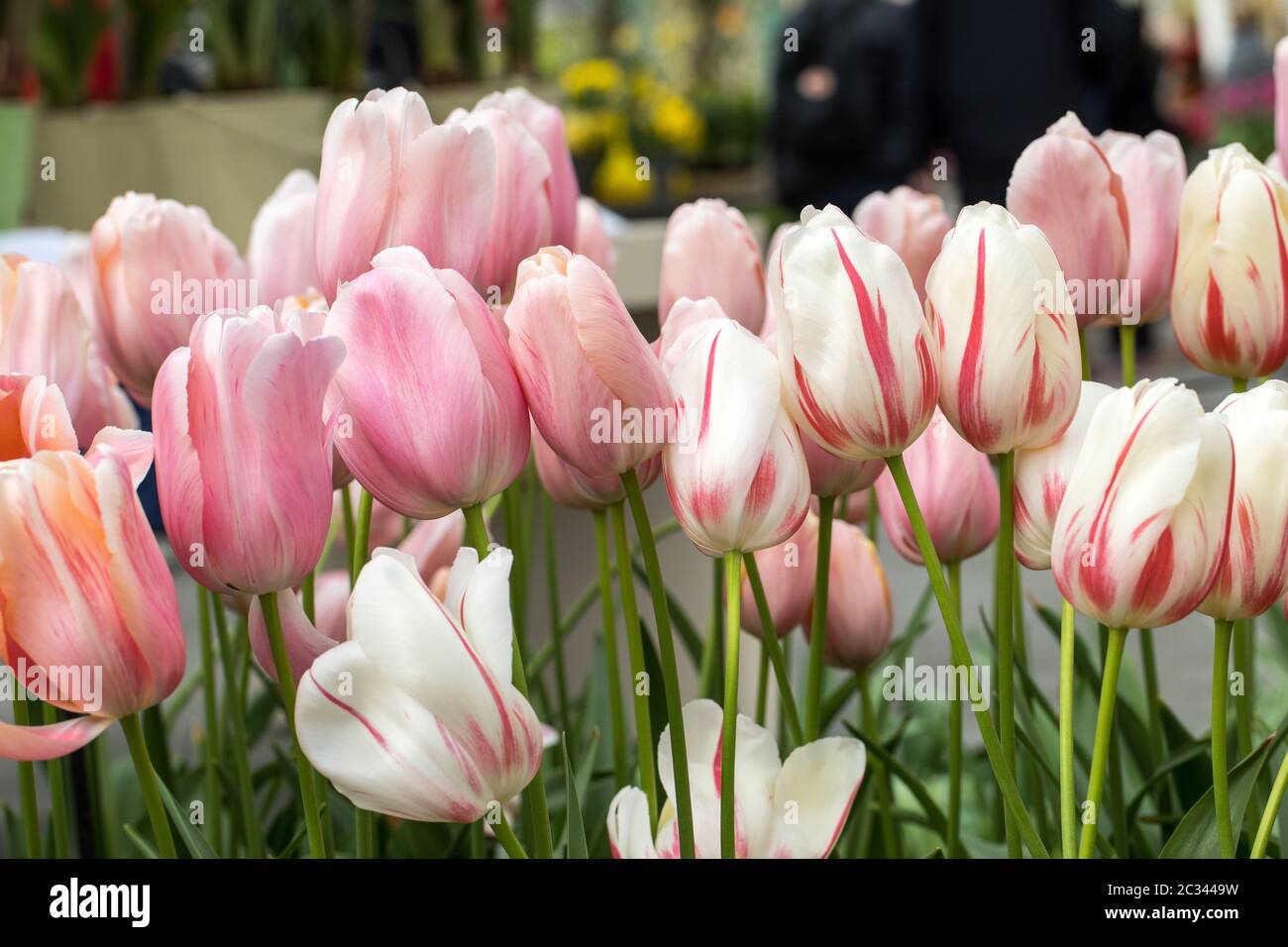 colorful botanical tulips flowers blooming in a garden Stock Photo - Alamy