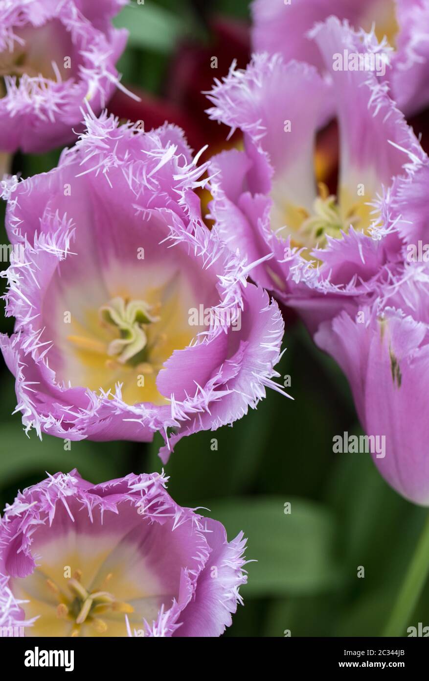 Fringed tulips blooming in a garden. Fringed tulips got their name from ...
