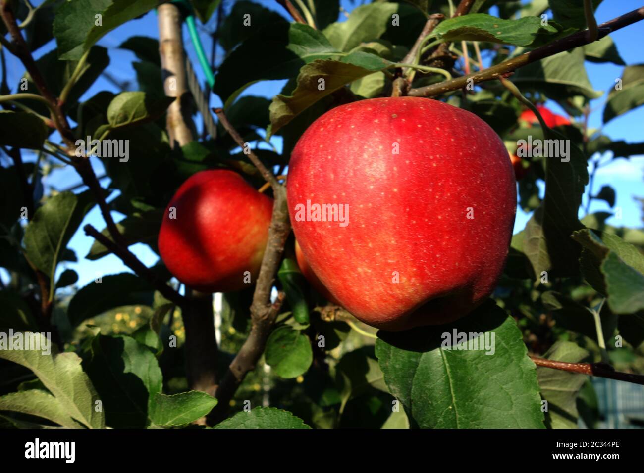 Applegrowing hi-res stock photography and images - Alamy