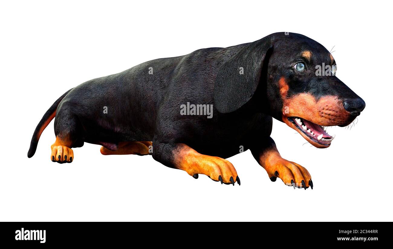 3D rendering of a dachshund or badger dog or sausage dog isolated on ...