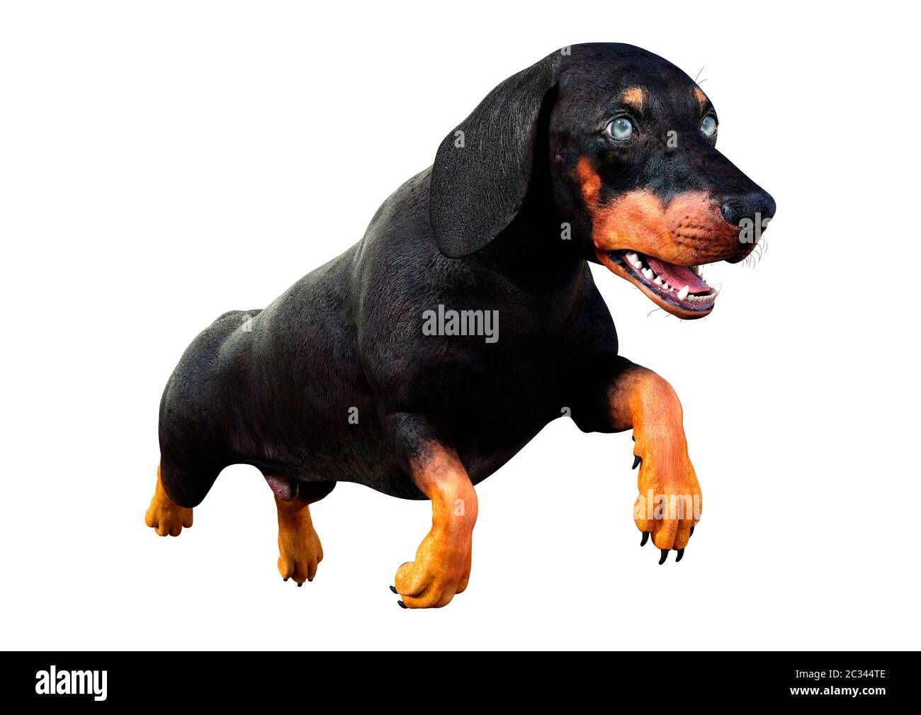 3D rendering of a dachshund or badger dog or sausage dog isolated on ...