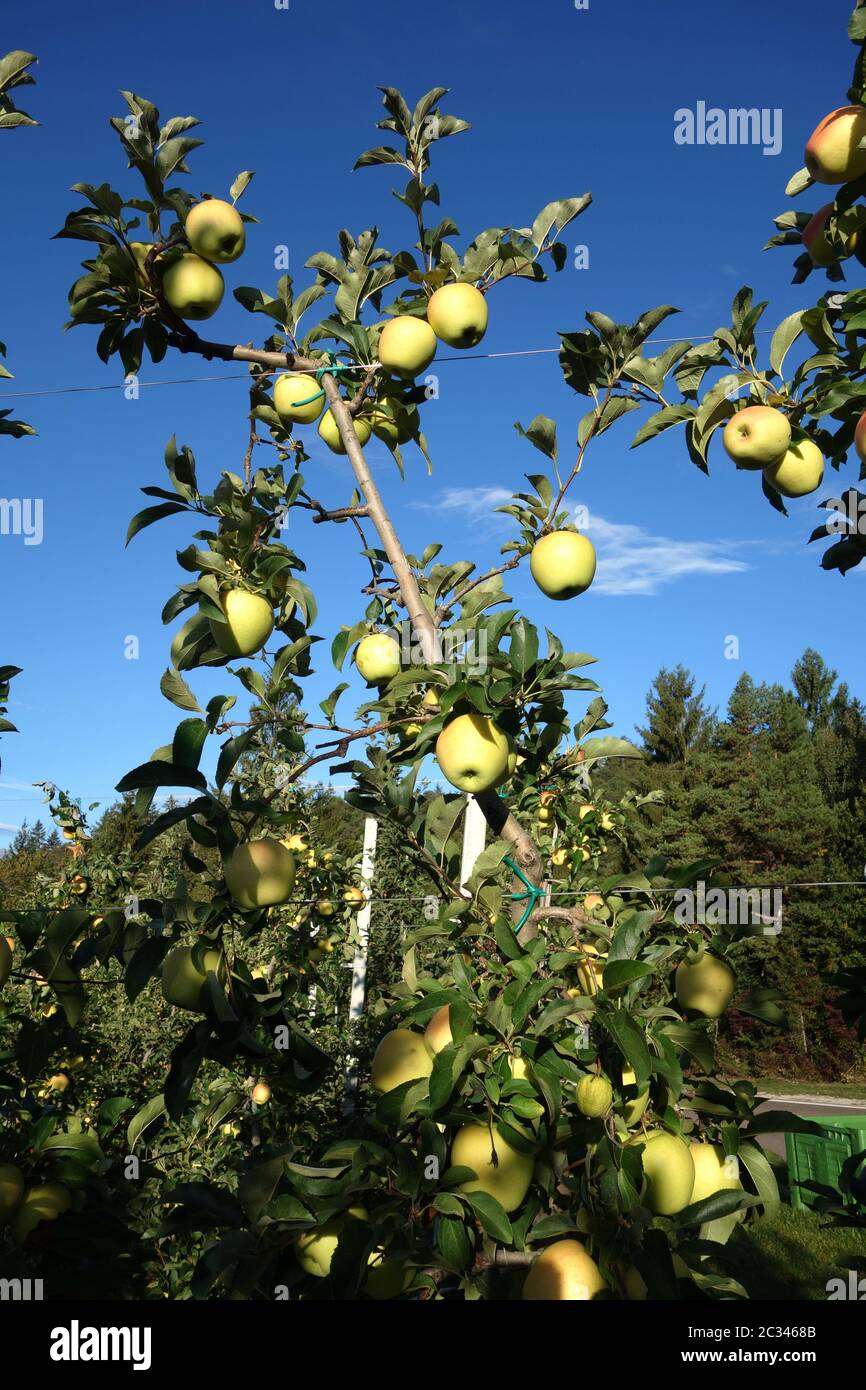 Applegrowing hi-res stock photography and images - Alamy