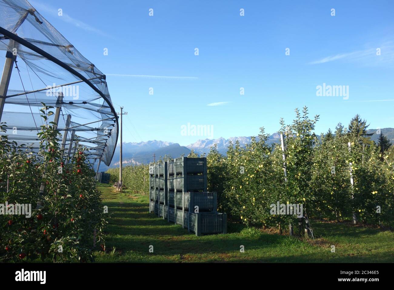 Trellis apple tree hi-res stock photography and images - Alamy