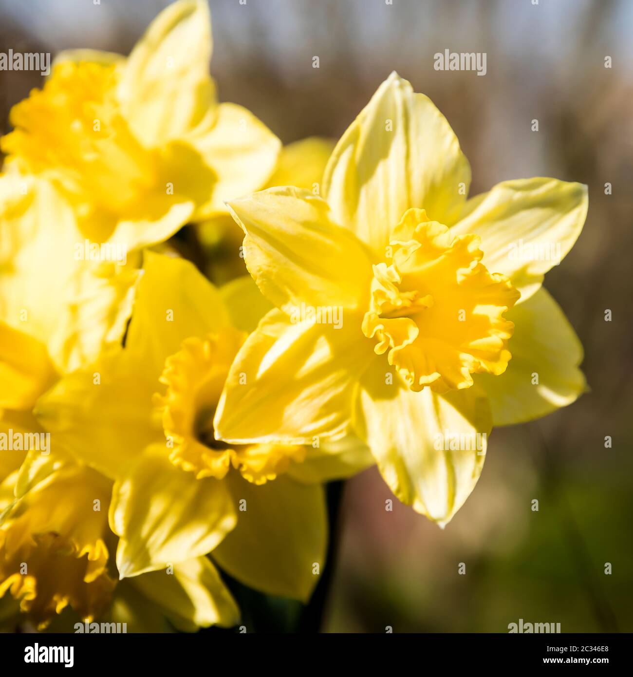 Easter bells are the spring messengers in the garden Stock Photo - Alamy