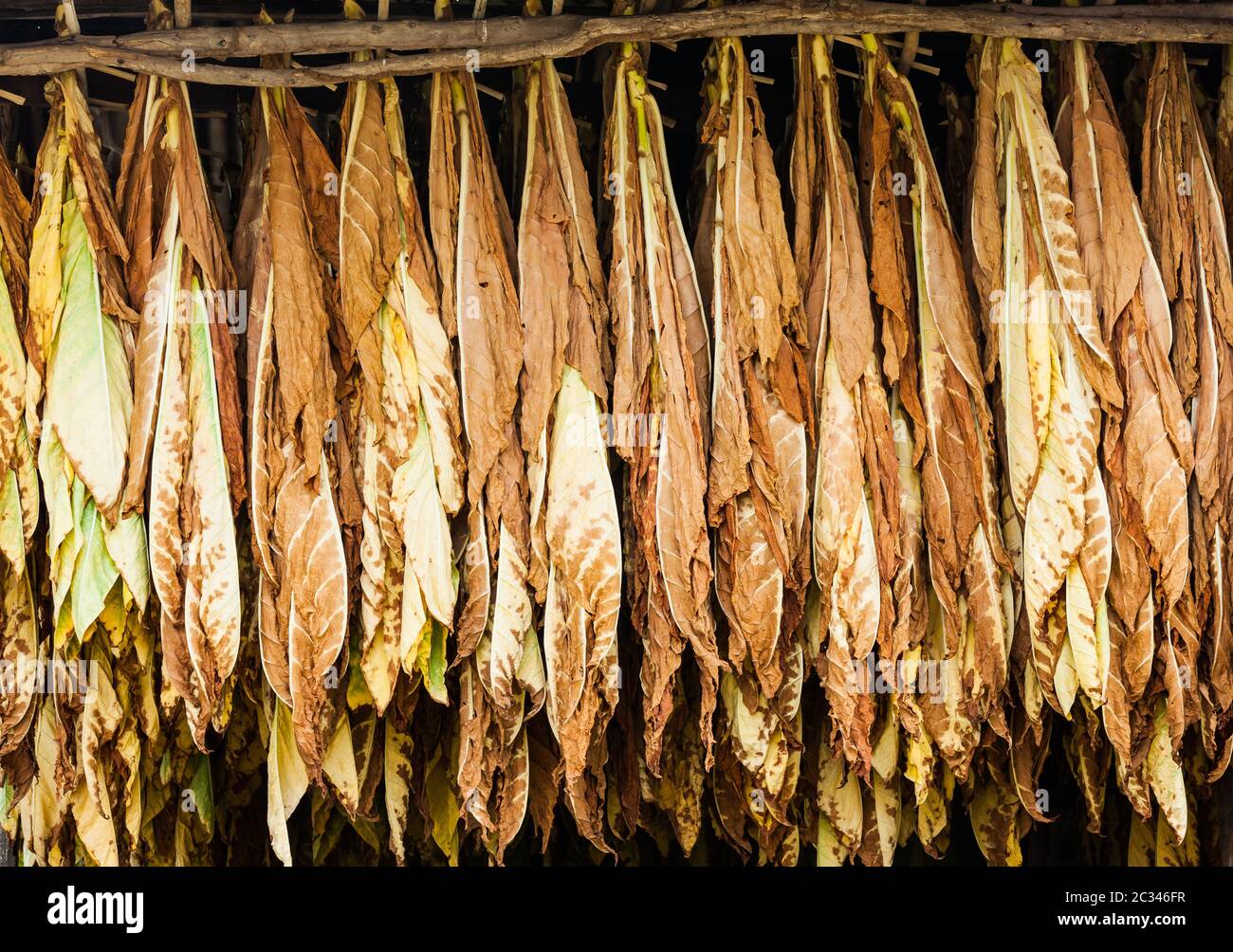 Classical way of drying tobacco in barn Stock Photo - Alamy