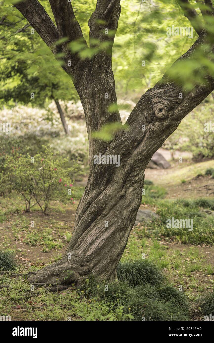 Twisted trunk of a maple tree in the Rikugien park garden in Bunkyo ...