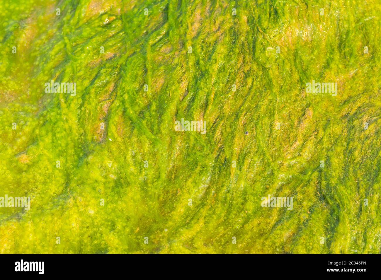 Algae in lake hi-res stock photography and images - Alamy