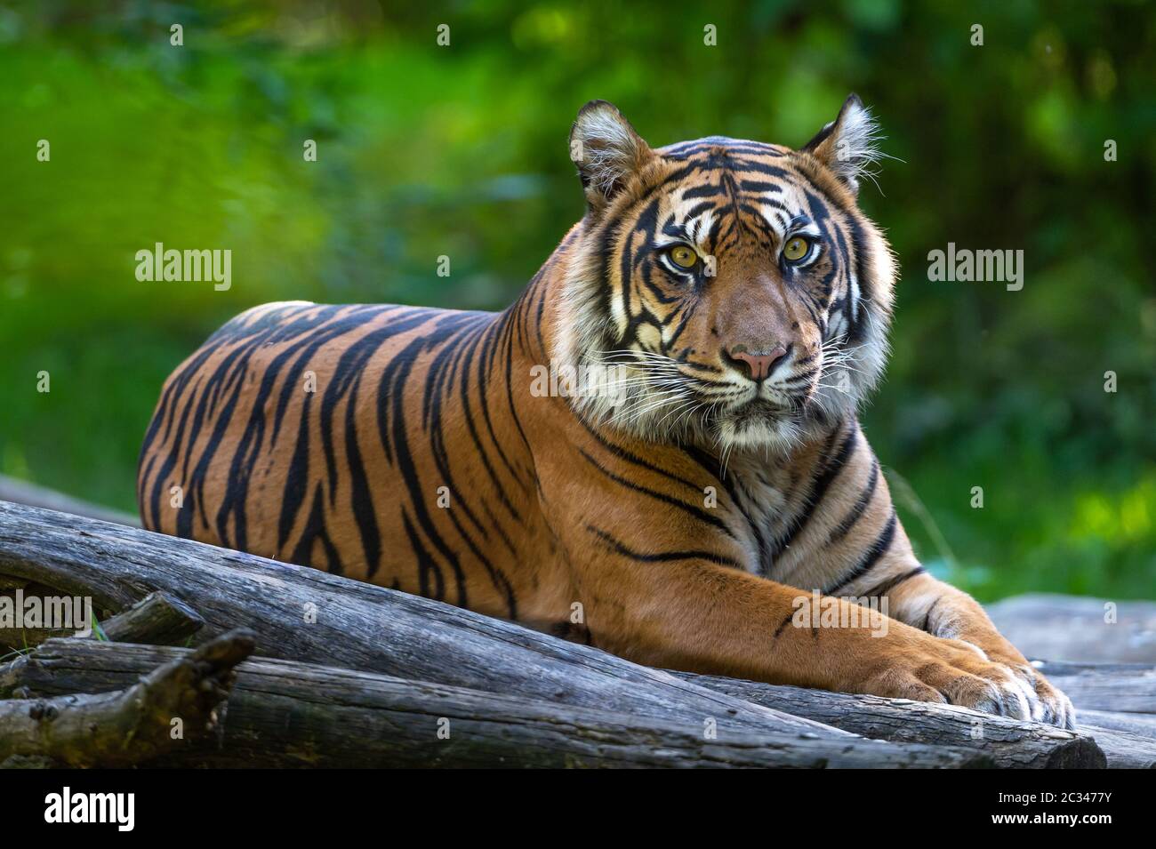 Siberian tiger skin hi-res stock photography and images - Alamy