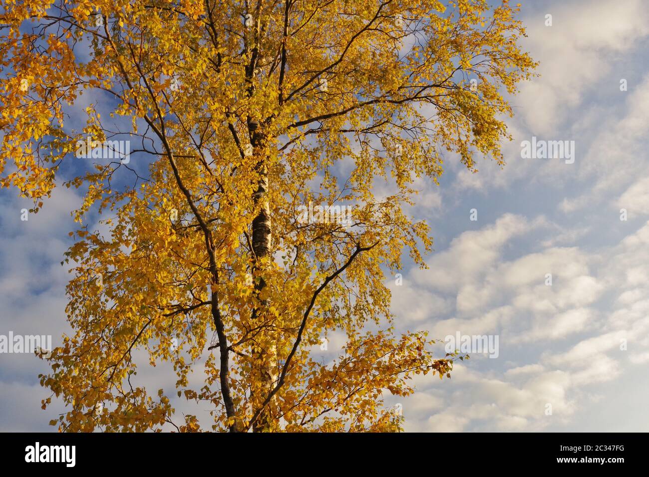 Birch in Autumn, Nature Reservat Senne, Oerlinghausen, Eastwestphalia ...