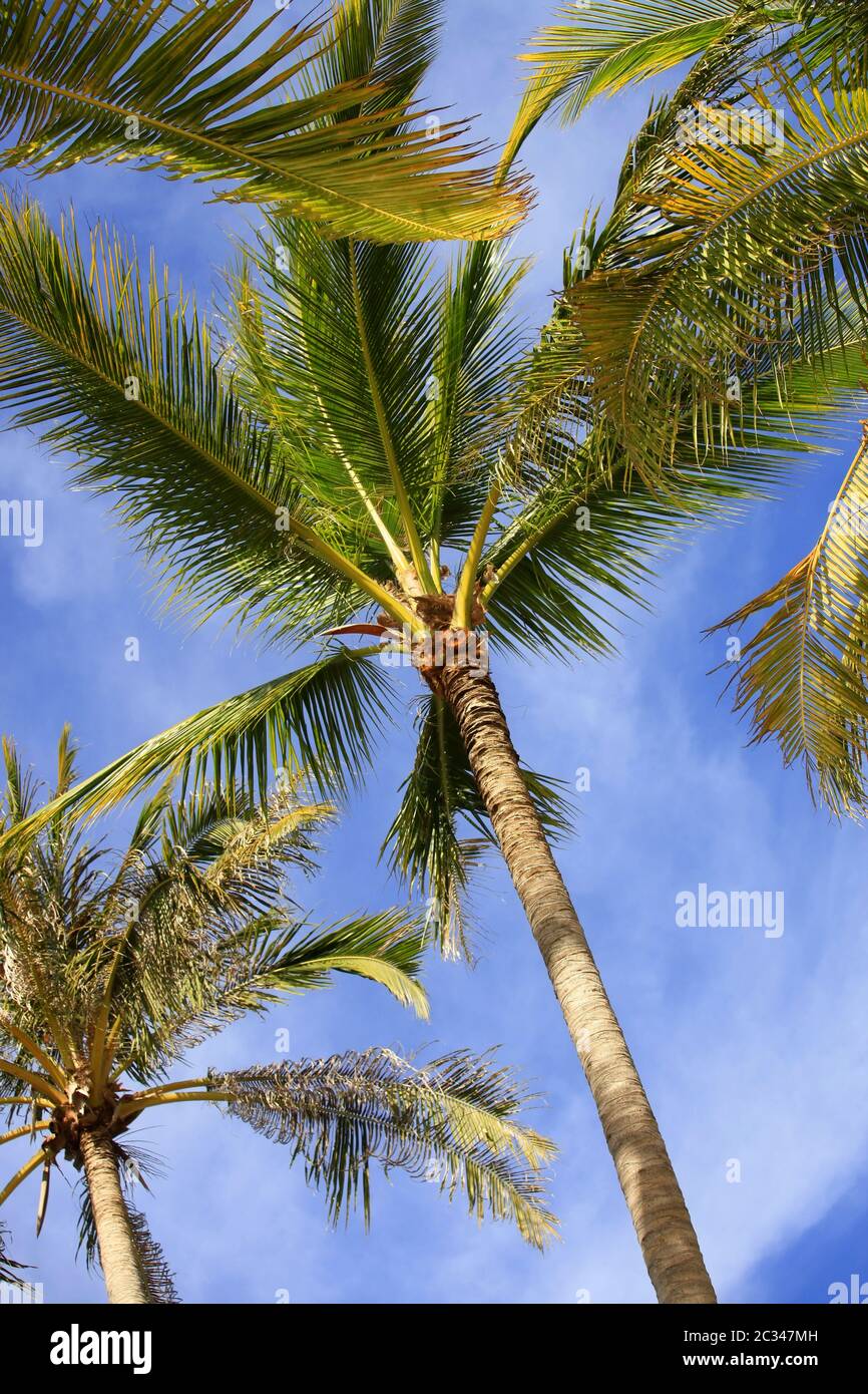 Bottom part of tree hi-res stock photography and images - Alamy