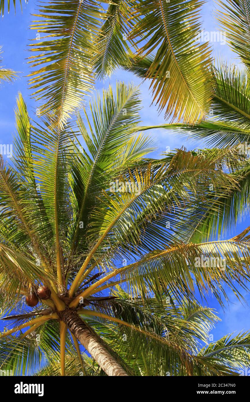 Tree of a coco the bottom view Stock Photo - Alamy