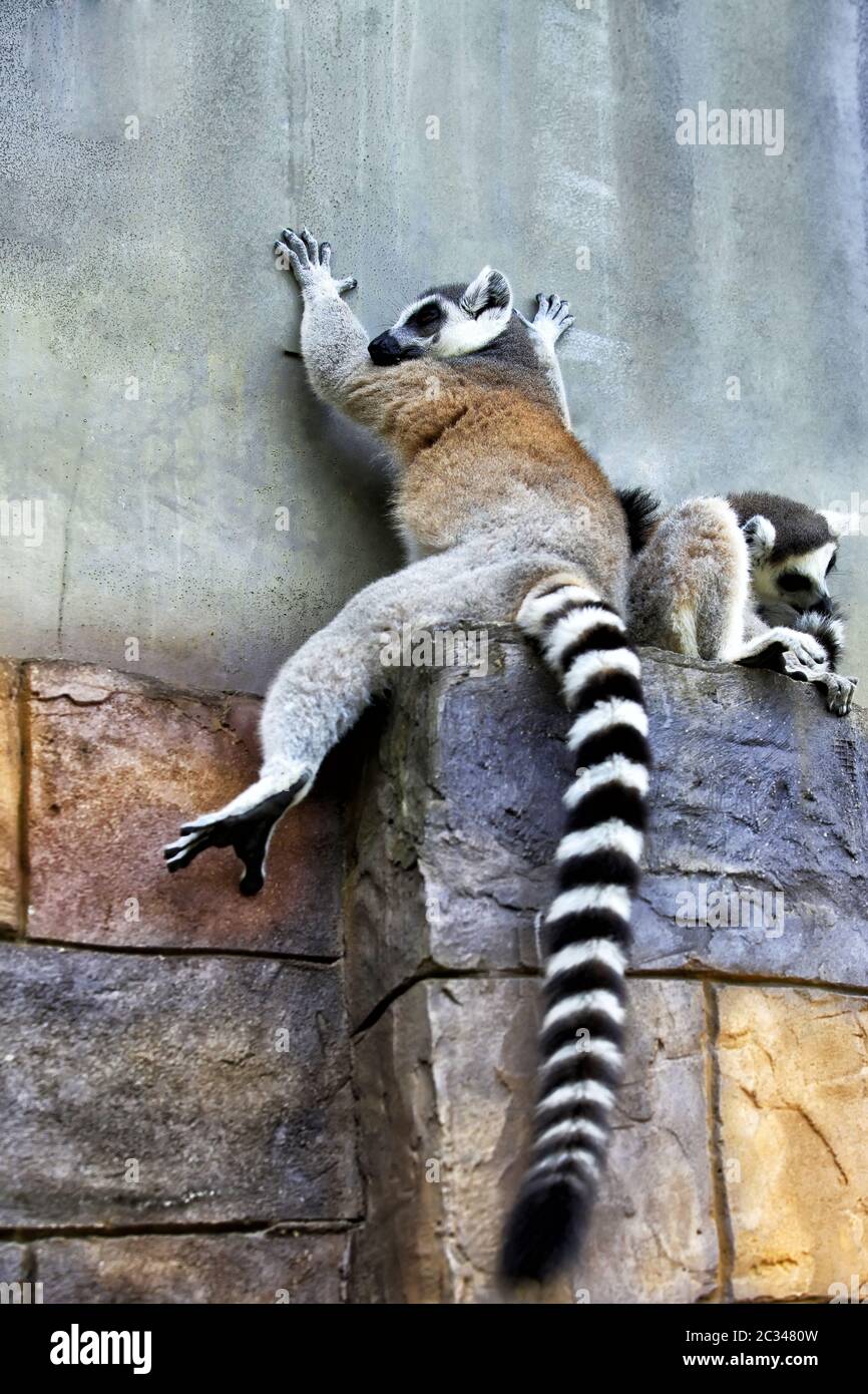 Portrait catta lemur close hi-res stock photography and images - Alamy